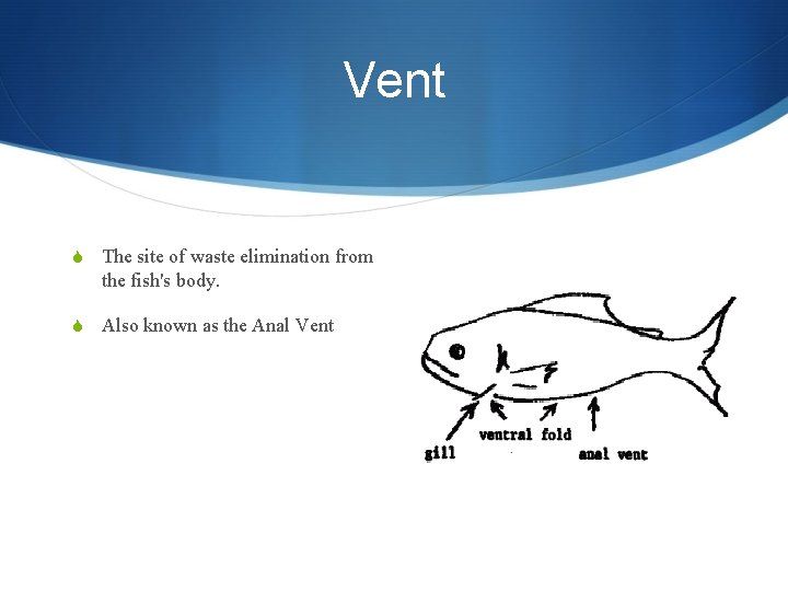 Bony Fish Internal Body Anatomy S Internal Parts