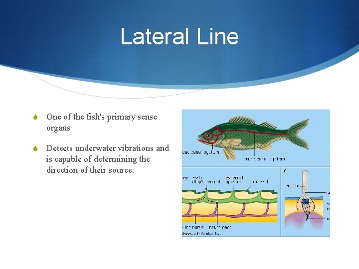 Bony Fish Internal Body Anatomy S Internal Parts