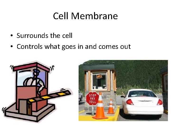 Cellular Organelles Cell Membrane Surrounds the cell Controls
