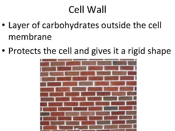 Cellular Organelles Cell Membrane Surrounds the cell Controls