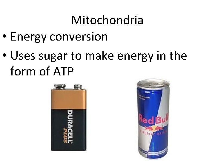 Cellular Organelles Cell Membrane Surrounds the cell Controls