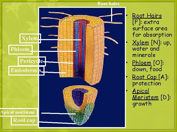 Plants Eukaryotic Multicellular Autotrophs Nonmobile Cells and tissues