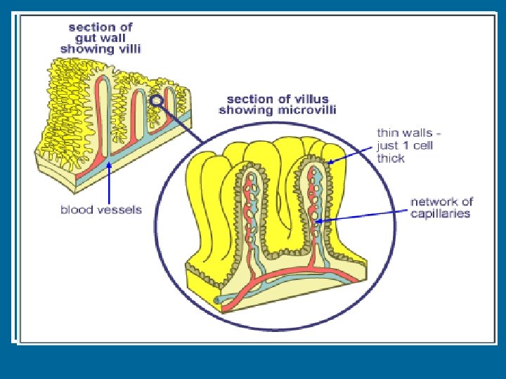 Content Alimentary canal Digestive glands Digestion Absorption Assimilation