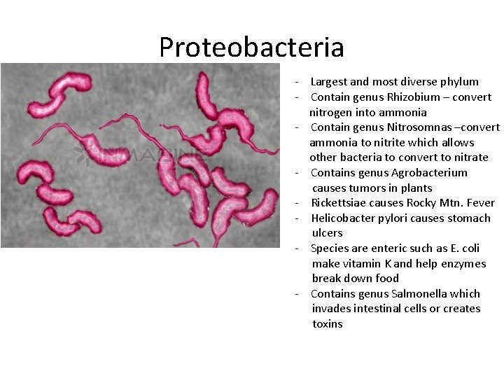Bacteria Phyla Proteobacteria Largest and most diverse phylum
