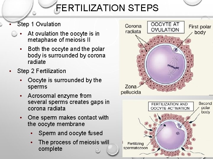 PHYSICAL AND CHEMICAL CHANGES DURING FERTILIZATION R ILIAS