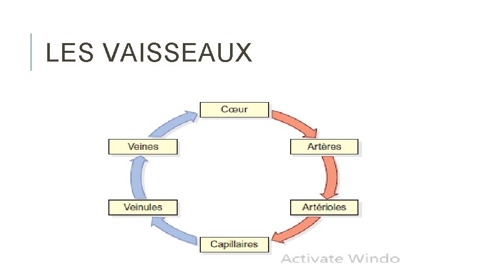 PHYSIOLOGIE CARDIOVASCULAIRE Dr KATULA B ARSENE PLAN I