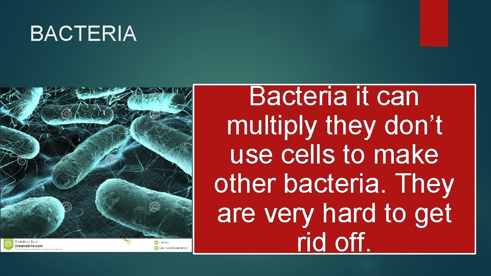 Microorganisms JAMES NJUGUNA BACTERIA Bacteria it can multiply