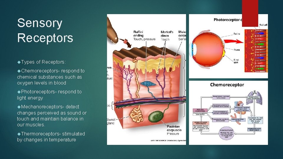 Unit 7 Part 5 3 E 1 Individuals