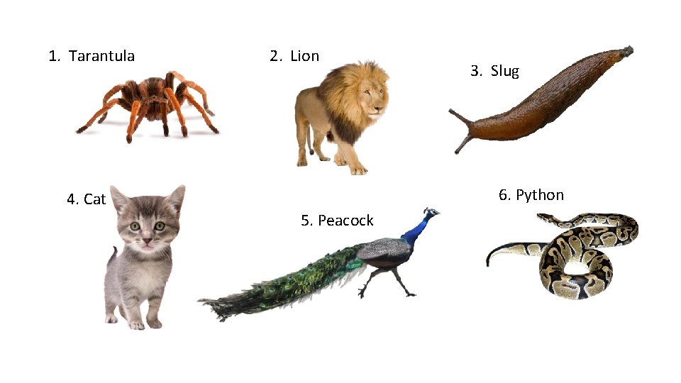 Science Year 3 Animals incl Humans Block 3