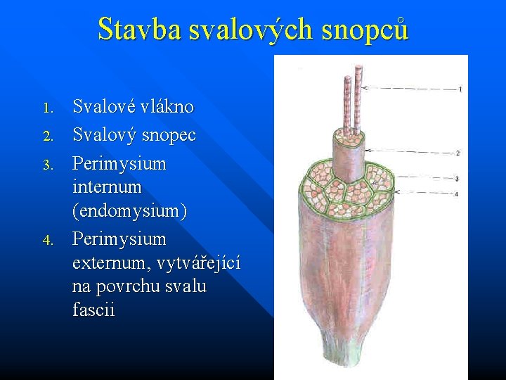 Apparatus locomotoriuspohybov apart Systema musculorumsoustava svalov ...