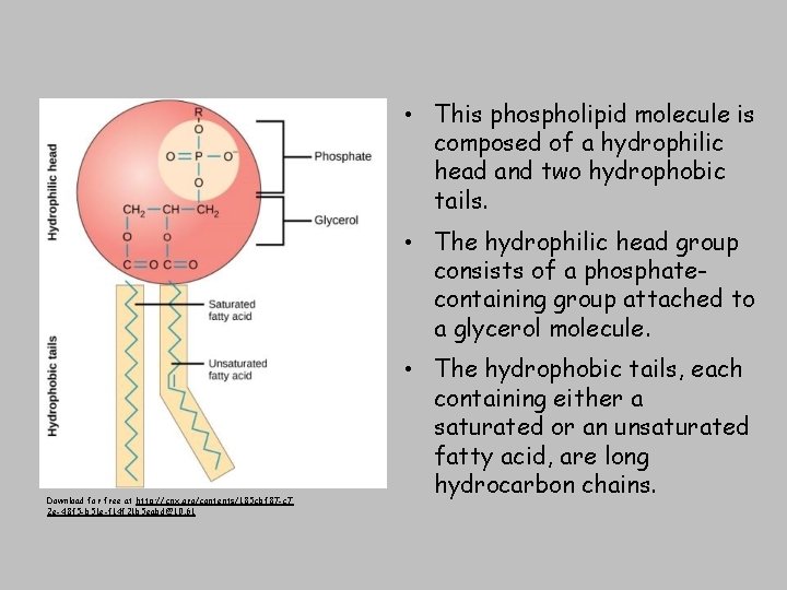 Chapter 5 Structure and Function of Plasma Membranes
