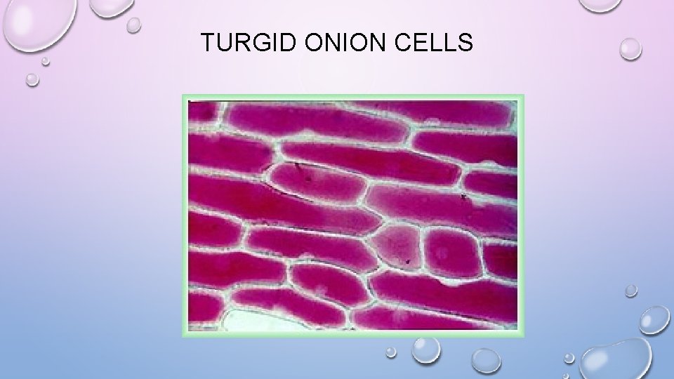 4 1 CELL BIOLOGY LESSON 9 Learning objective
