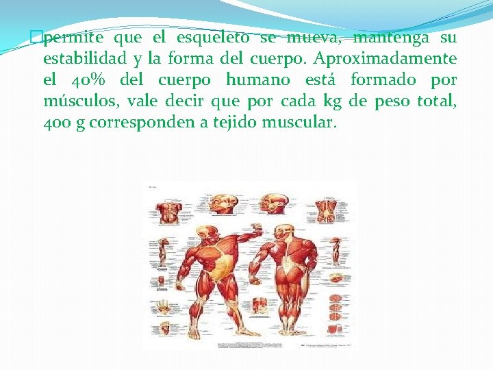 Sistema muscular permite que el esqueleto se mueva