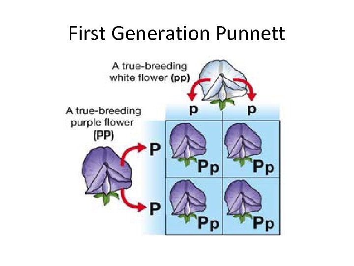 Stnd 3 a Objective CNotes Punnett Square 011714