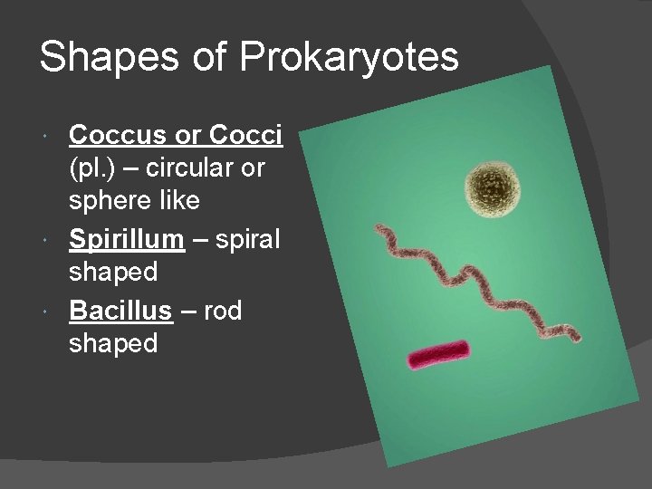 Prokaryotic and Eukaryotic Cells CELL STRUCTURE AND FUNCTION