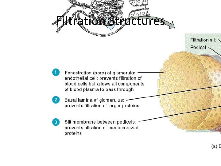 The Urinary System UNIT 9 Functions of the