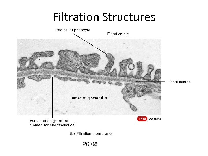 The Urinary System UNIT 9 Functions of the