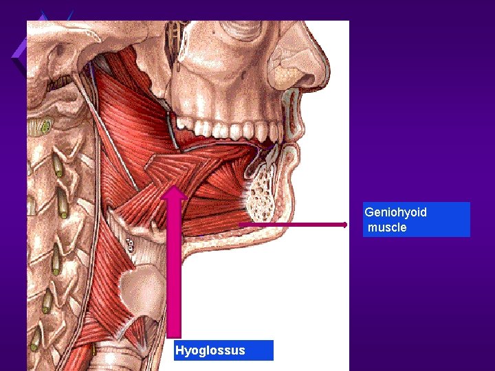 Anatomy of the neck By Dr Medhat Abd