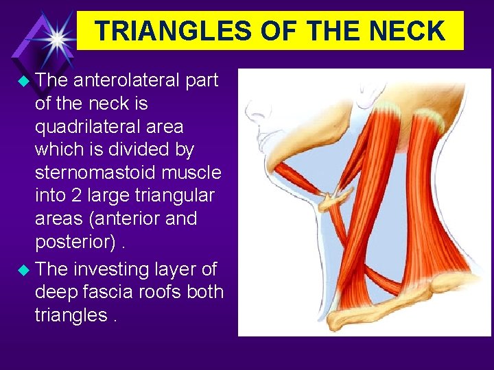 Anatomy of the neck By Dr Medhat Abd