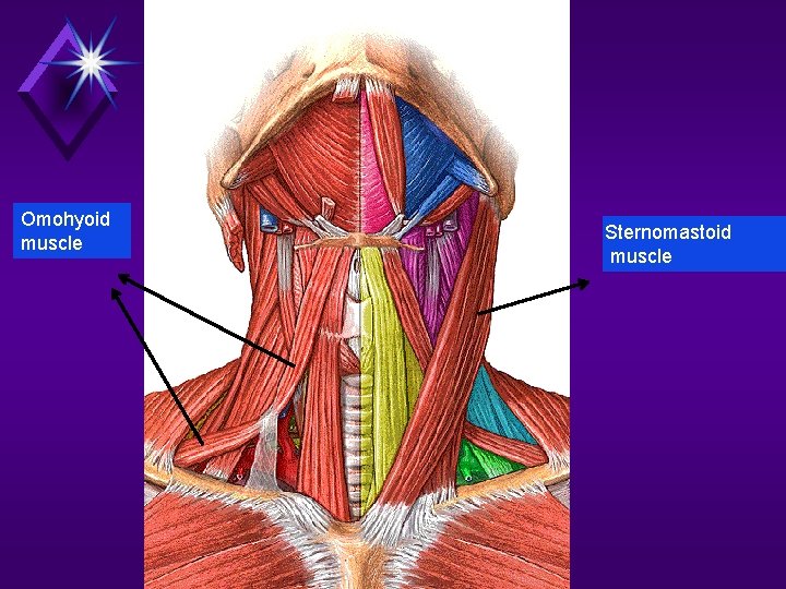 Anatomy of the neck By Dr Medhat Abd