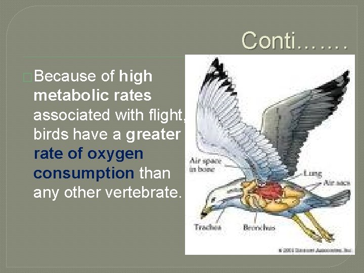 Muhammad Hashim Bszoology UOG Topic Mechanism of birds