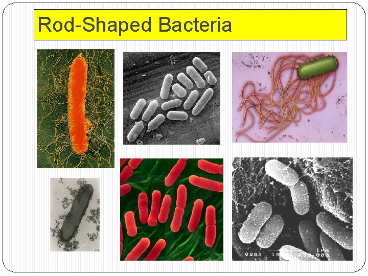 Soil Microbiology ENVIRONMENTAL MICROBIOLOGY WHAT IS SOIL Soils