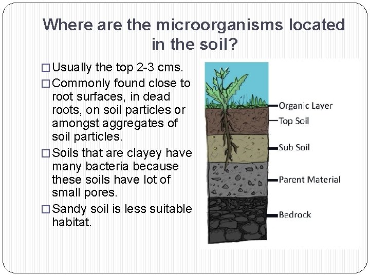 Soil Microbiology ENVIRONMENTAL MICROBIOLOGY WHAT IS SOIL Soils