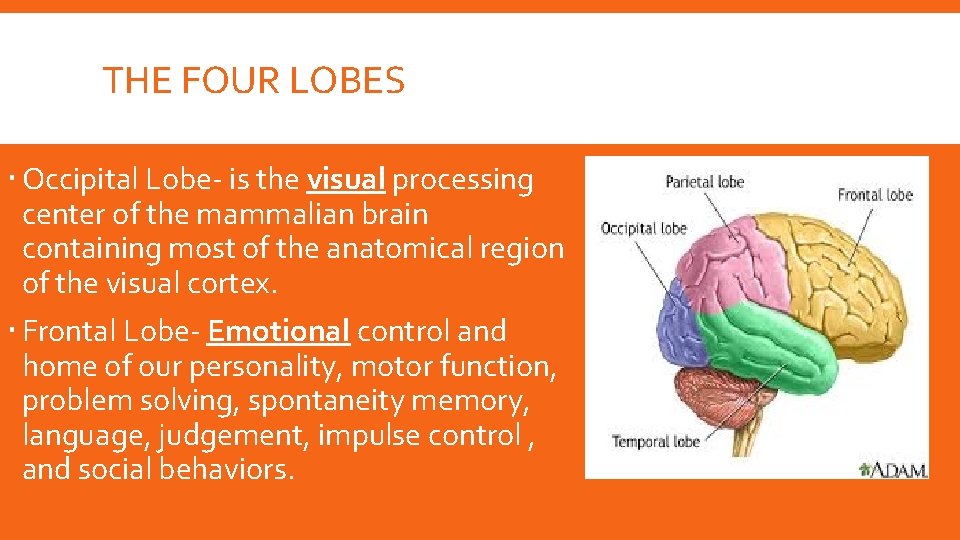 THE BRAIN Notes THE THREE PARTS OF A