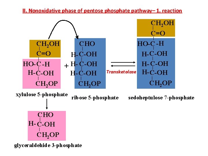 PENTOSE PHOSPHATE PATHWAY METABOLISM OF FRUCTOSE AND GALACTOSE