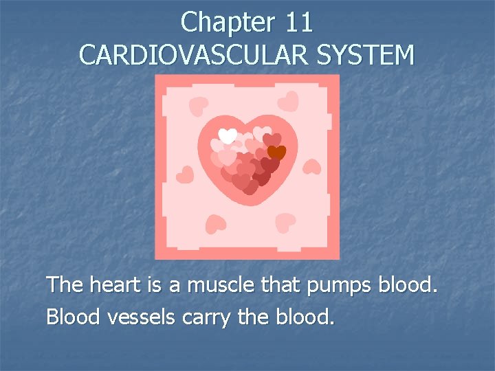 Chapter 11 CARDIOVASCULAR SYSTEM The heart is a