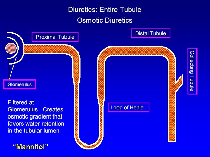 DIURETICS Functions of the kidneys Maintain internal environment