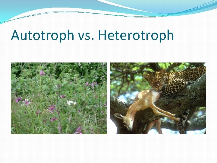 Properties of Life Packet 3 AP Biology Chapter