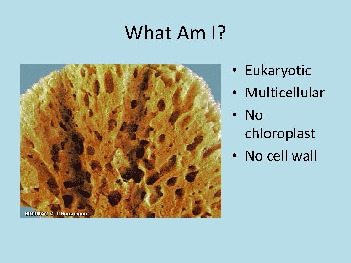 Characteristics of Domains Kingdoms Objective Distinguish between each