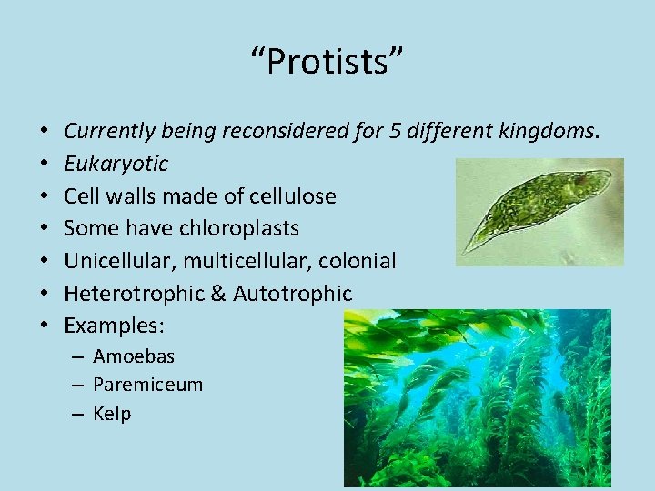 Characteristics of Domains Kingdoms Objective Distinguish between each