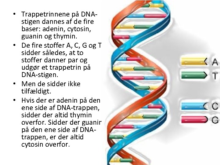 DNA Hemmeligheden bag arvelighed Hvad betyder DNA DNA