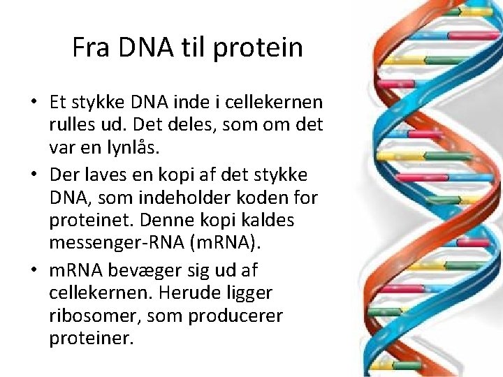 DNA Hemmeligheden bag arvelighed Hvad betyder DNA DNA