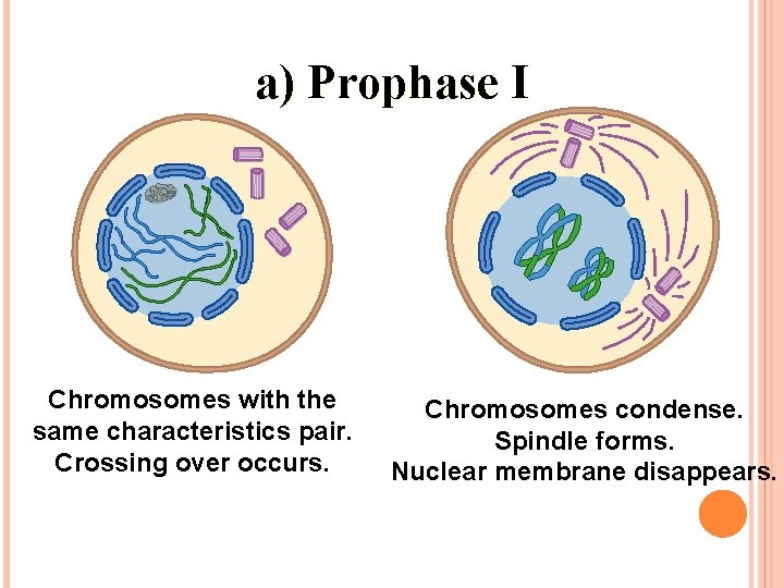 SECTION 11 4 Meiosis A STAGES OF MEIOSIS