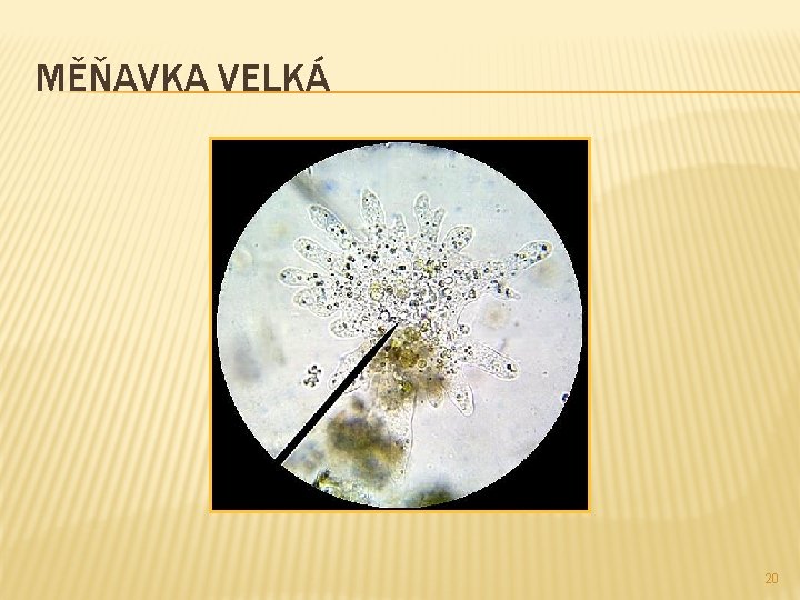 ZOOLOGIE PRVOCI PROTOZOA JEDNOBUNN IVOICHOV PRVOCI ZOBRAZEN 2