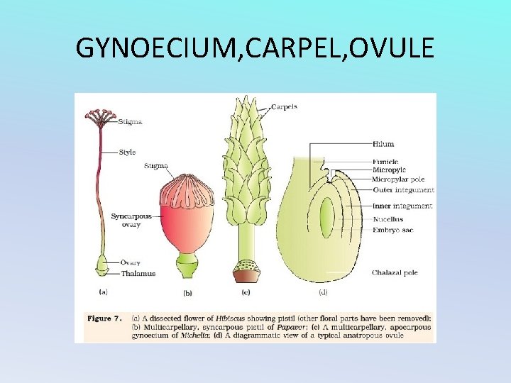 MEGASPOROGENESIS AND EMBRYO SAC DEVELOPMENT IN ANGIOSPERMS ANGIOSPERMS