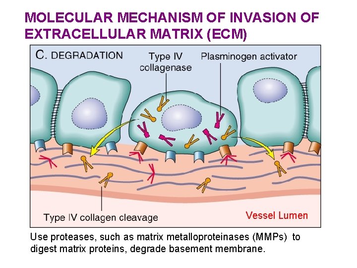NEOPLASIA 4 TumorHost Interactions and Systemic Effects of