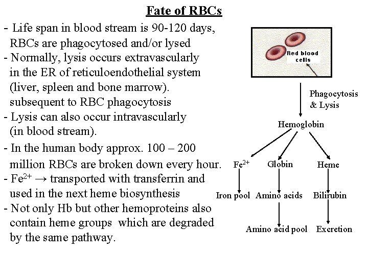 Heme degradation Fate of RBCs Life span in