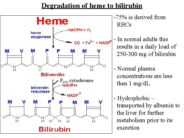 Heme degradation Fate of RBCs Life span in