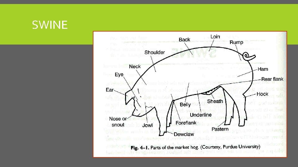 UNIT 4 Understanding Agriculture Animals BEEF SWINE LIVESTOCK