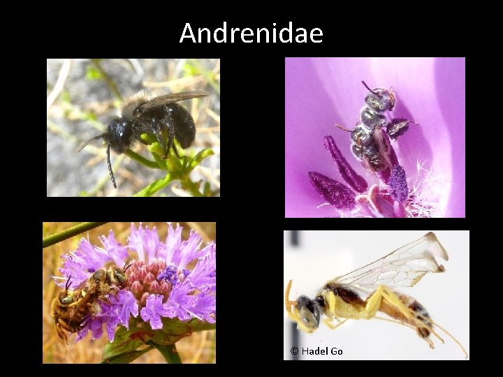 Connectivity Strategic Plan Native Bees of San Diego