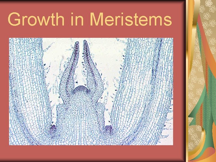 Plant Growth Plant Growth Trumpet vine Patterns of