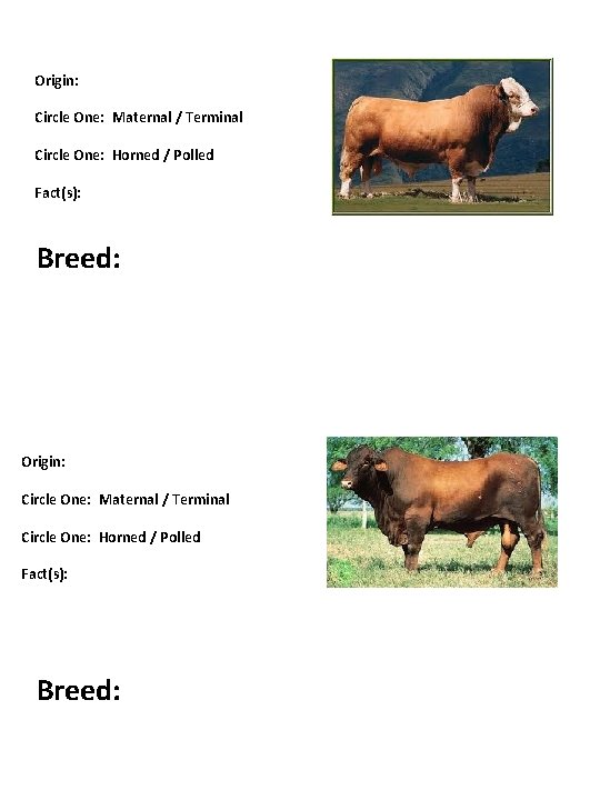 Beef Breeds Flip Chart Use the following pictures