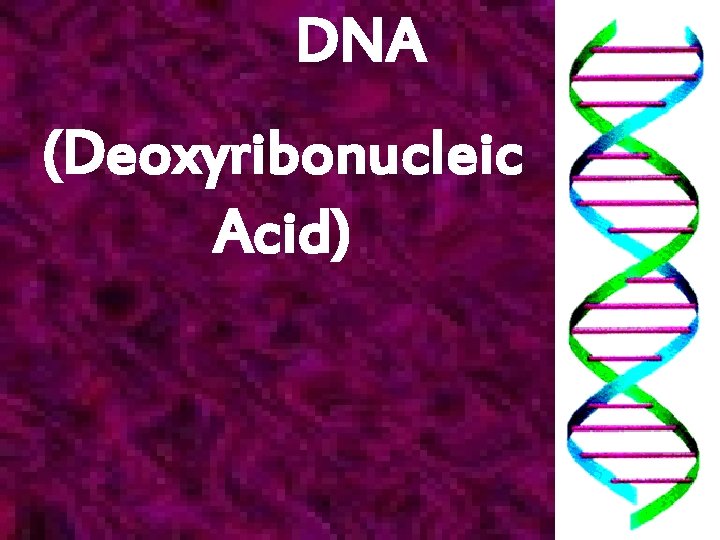 DNA Deoxyribonucleic Acid DNA u DNA makes up