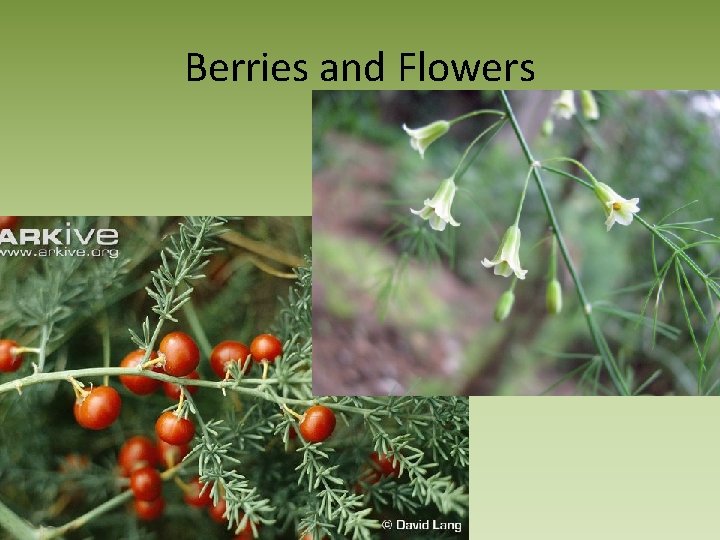 Asparagus Classification Kingdom Plantae Plants Subkingdom ...