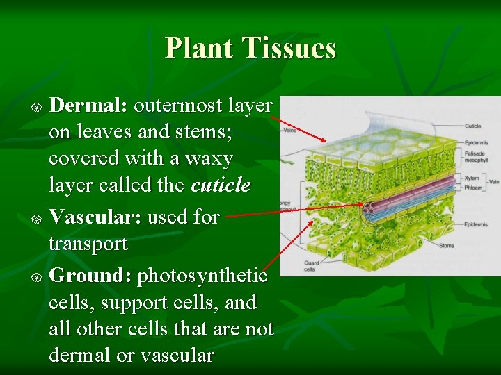 Plants Structure and Reproduction Characteristics of Plants Autotrophic