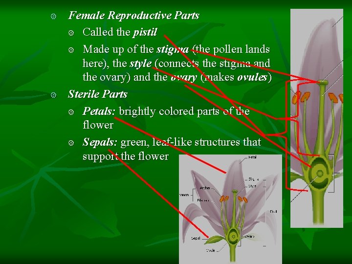 Plants Structure and Reproduction Characteristics of Plants Autotrophic